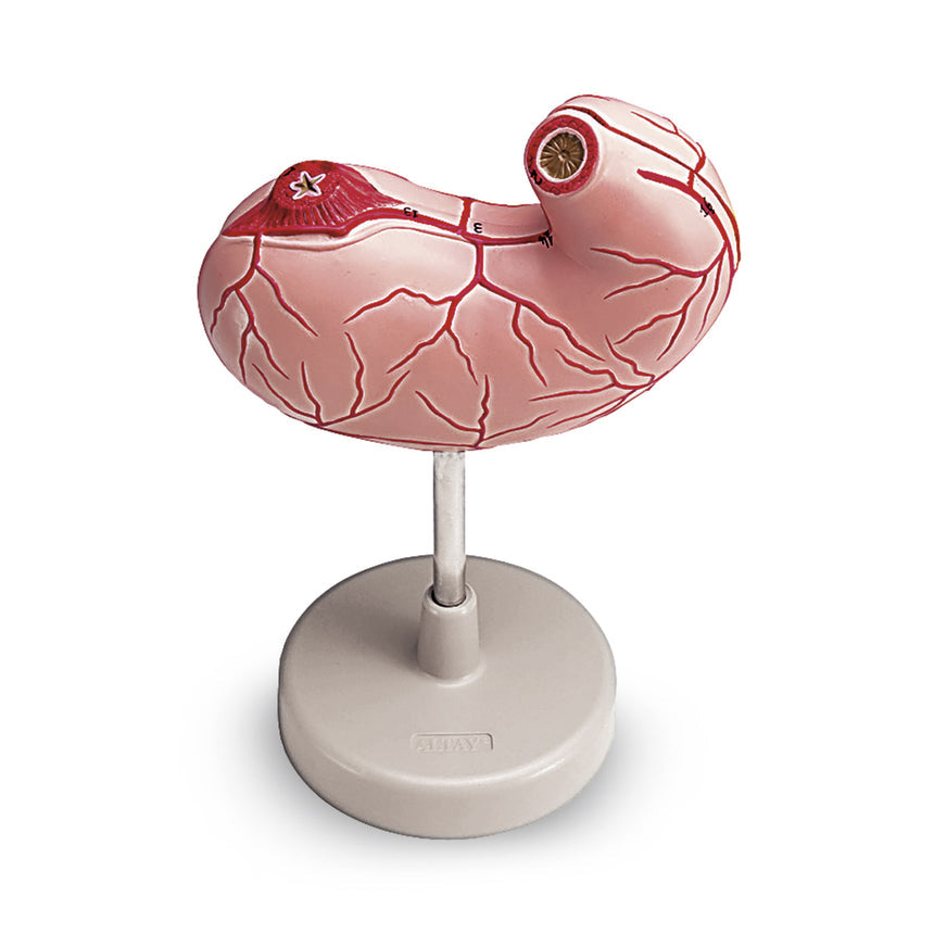 Life-Size Stomach Model (2-Part) – MedTech